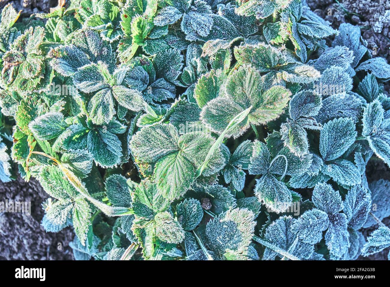 Fraise verte Banque de photographies et d’images à haute résolution - Alamy