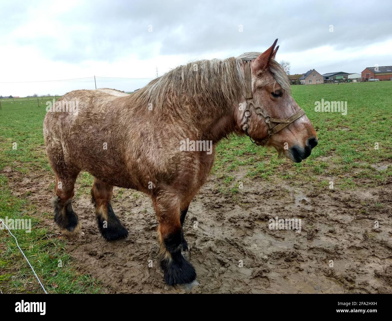 Cheval de Trait Belge Photo Stock - Alamy