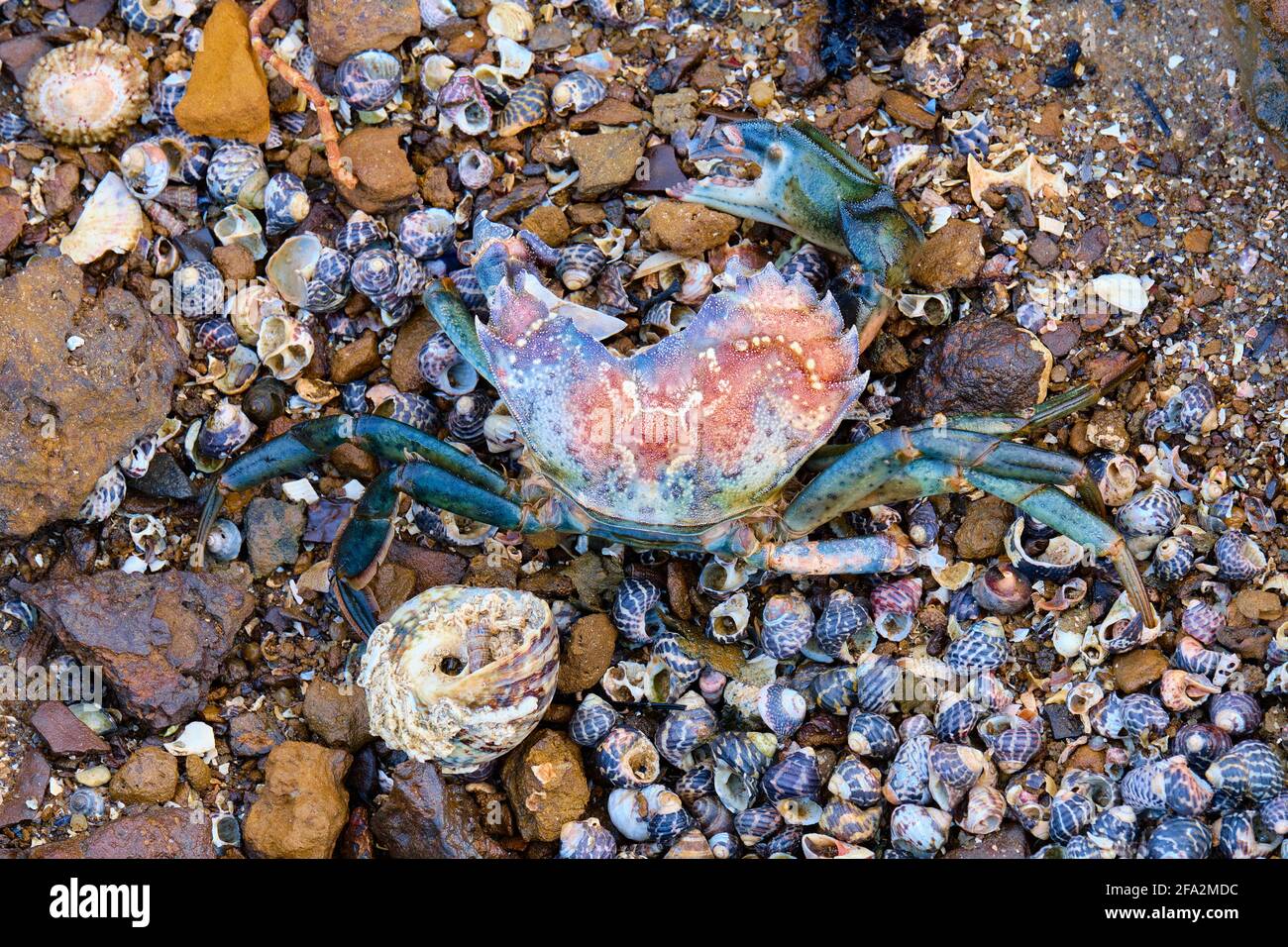 Carapace crabe Banque de photographies et d’images à haute résolution ...