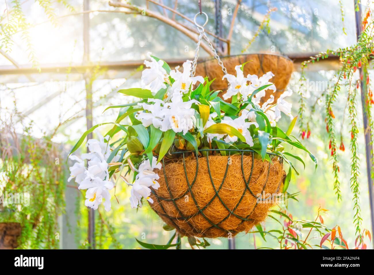 Orchidée blanche de Coelogyne dans un pot de noix de coco suspendu ...