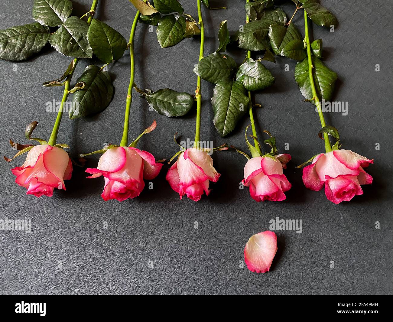 Five roses Banque de photographies et d’images à haute résolution - Alamy