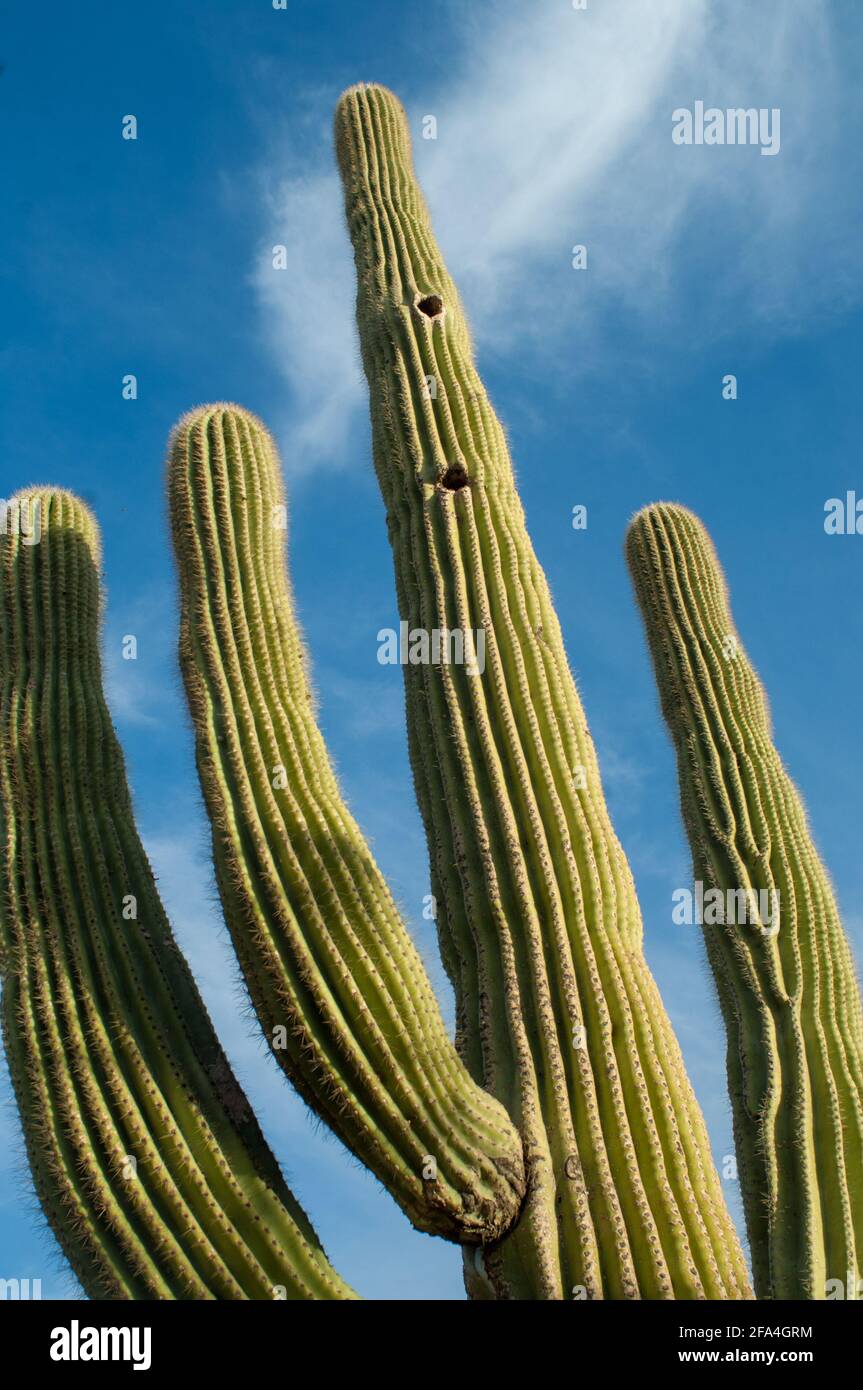 Plus grand cactus du monde Banque de photographies et d’images à haute ...