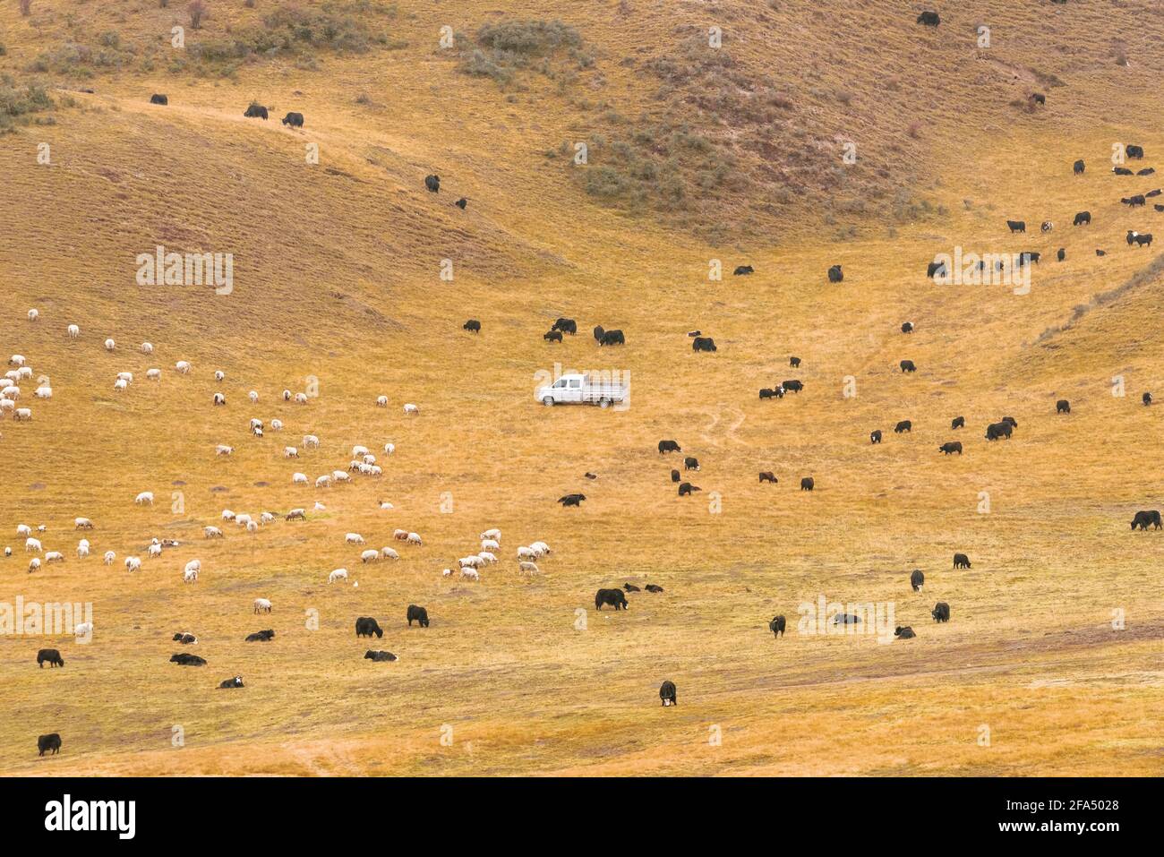 Les bovins, les moutons et les Tibétains broutage dans les prairies d ...