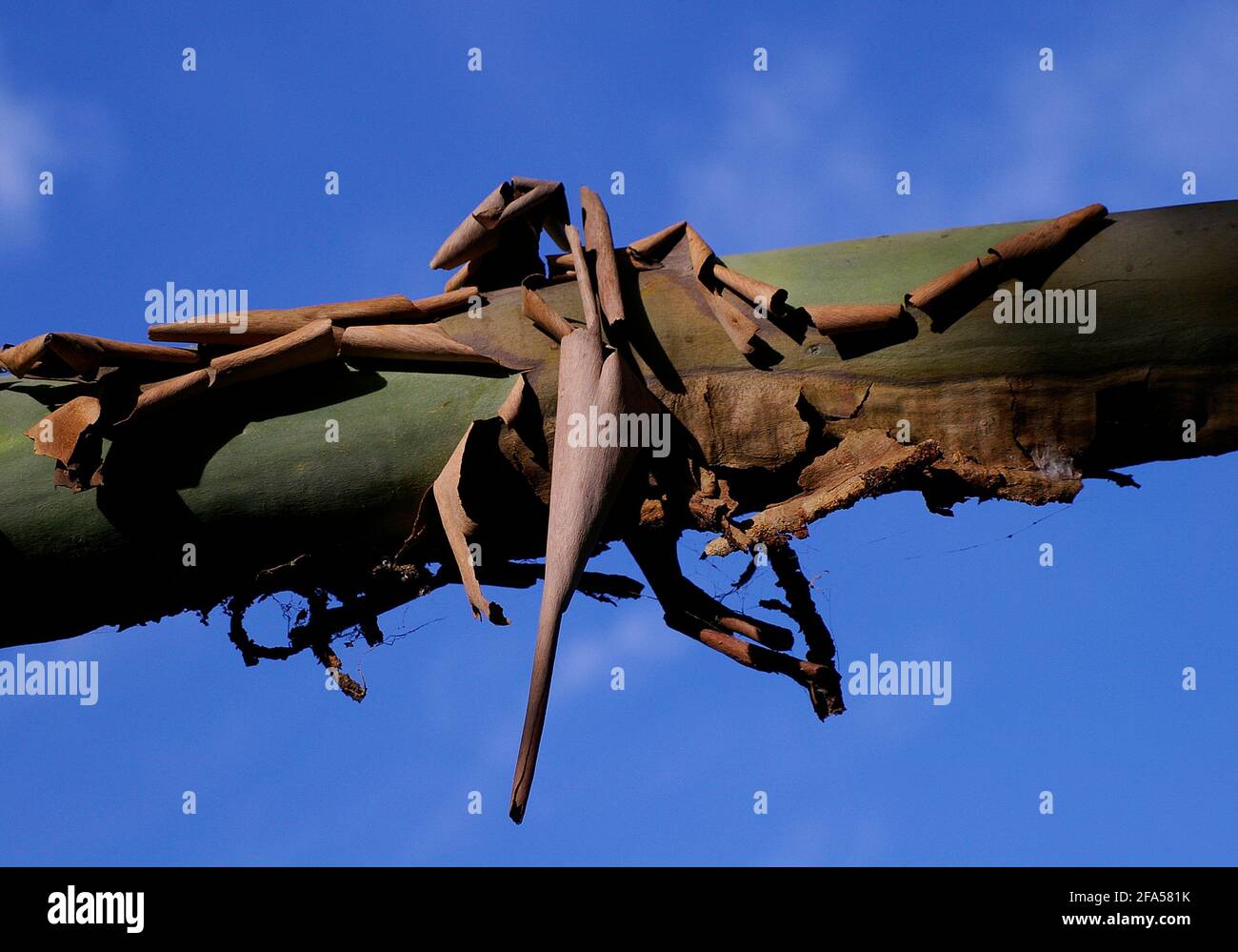 Kanooka tree Banque de photographies et d’images à haute résolution - Alamy