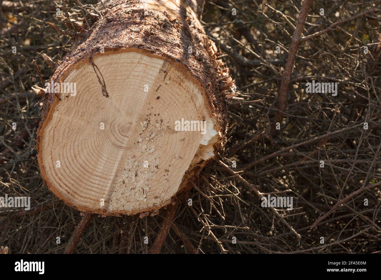 La déforestation contrôlée à l'intérieur d'une forêt italien. Coupe ...