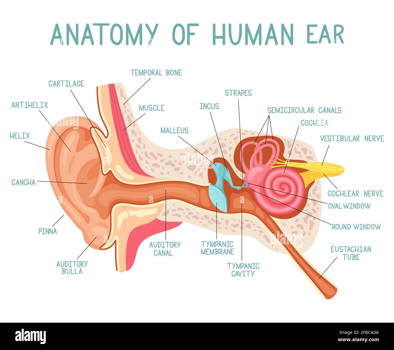 Anatomie de l'oreille de dessin animé. Infographie sur la médecine des ...