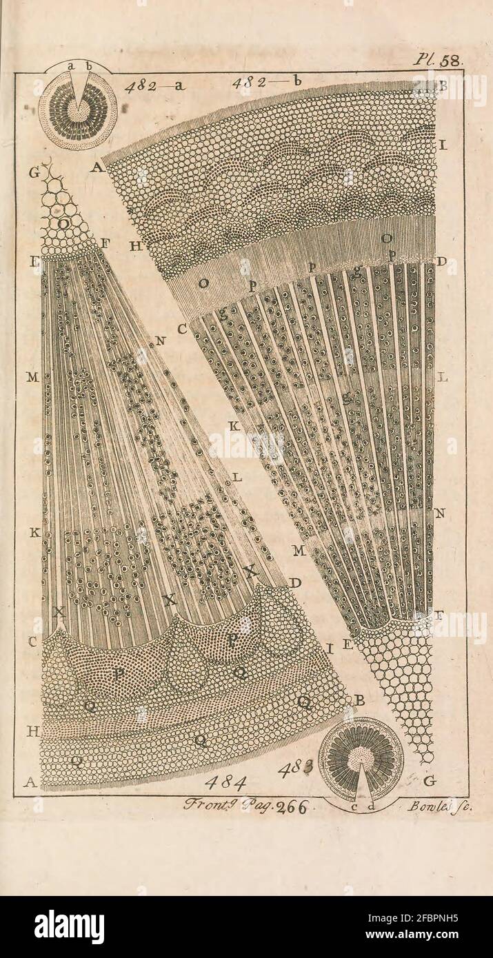 Plant root cross section microscope Banque de photographies et d’images ...