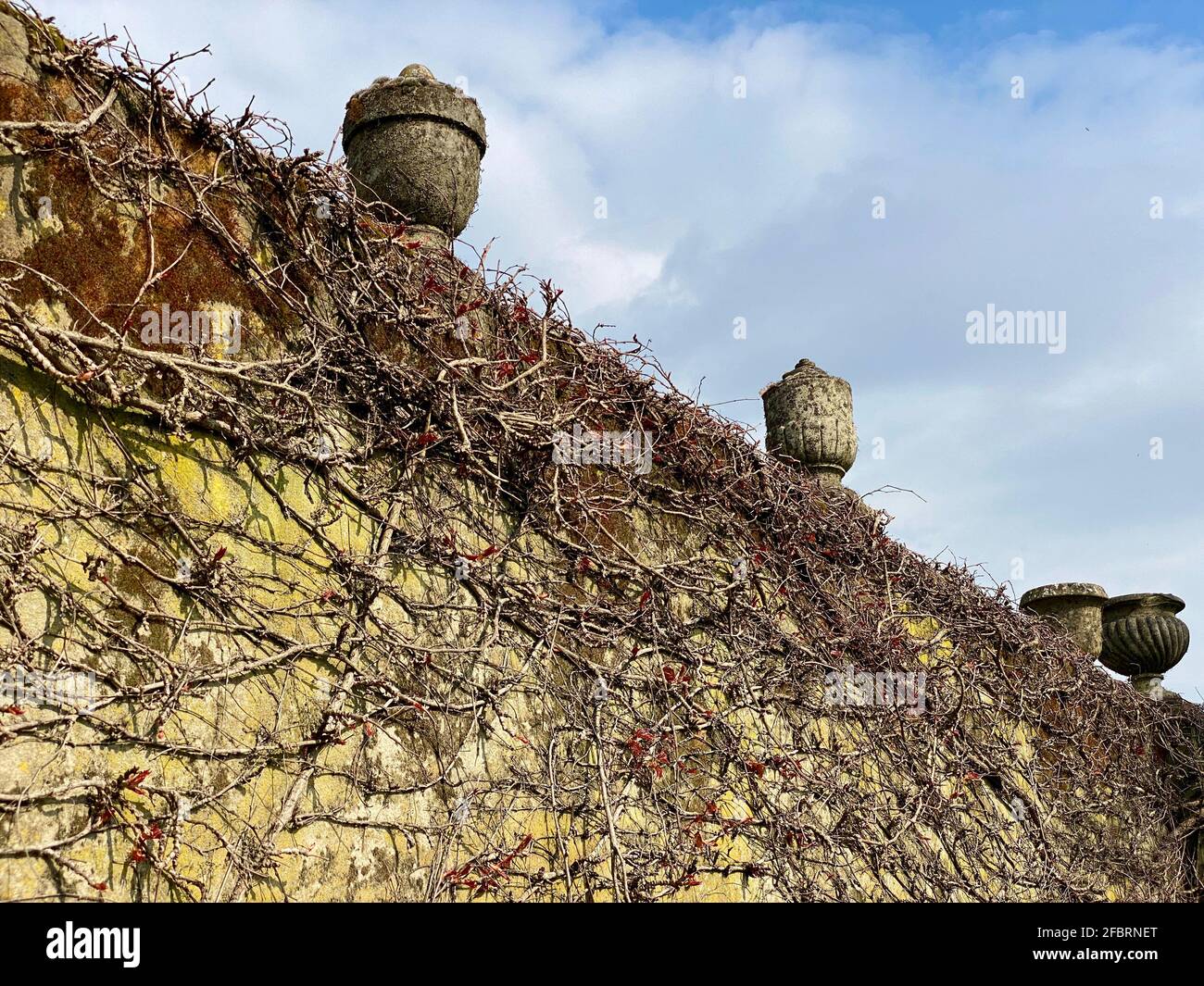 Les feuilles rouges fraîches bourgeonnent à l'arrivée du printemps et ...
