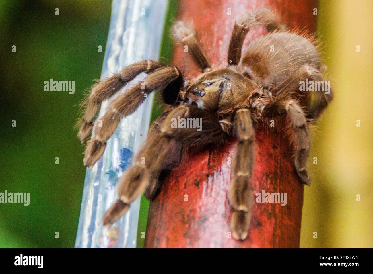 Tarantula species Banque de photographies et d’images à haute ...