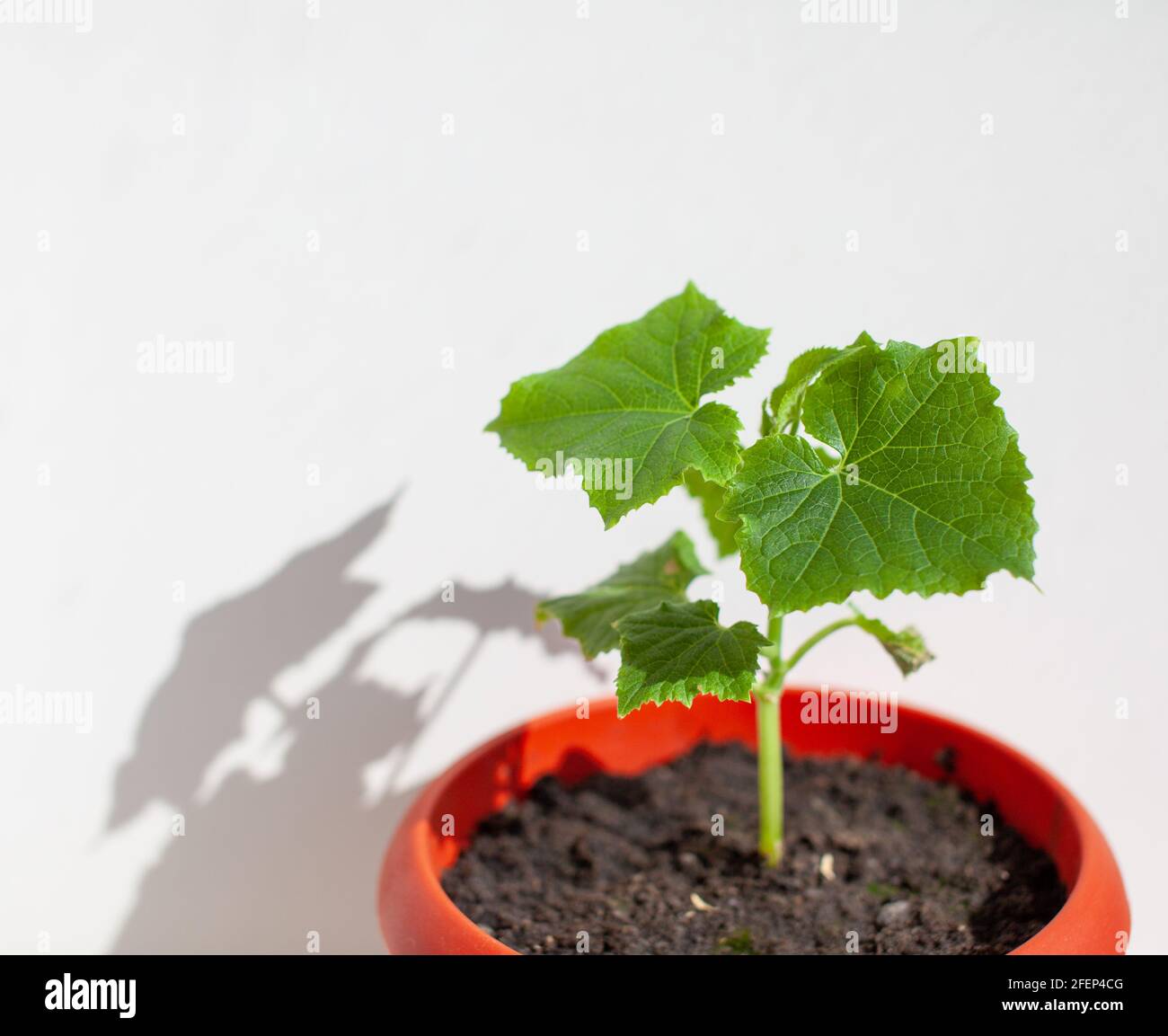 Une jeune plantule de concombre dans un pot sur fond blanc Photo Stock ...