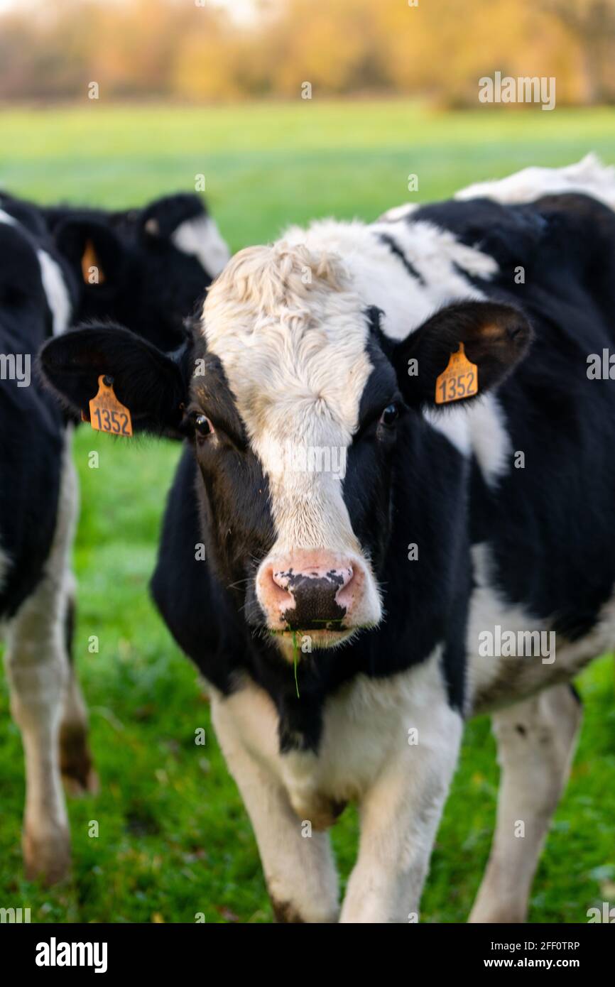 portrait de la vache holstein dans le pâturage Photo Stock - Alamy