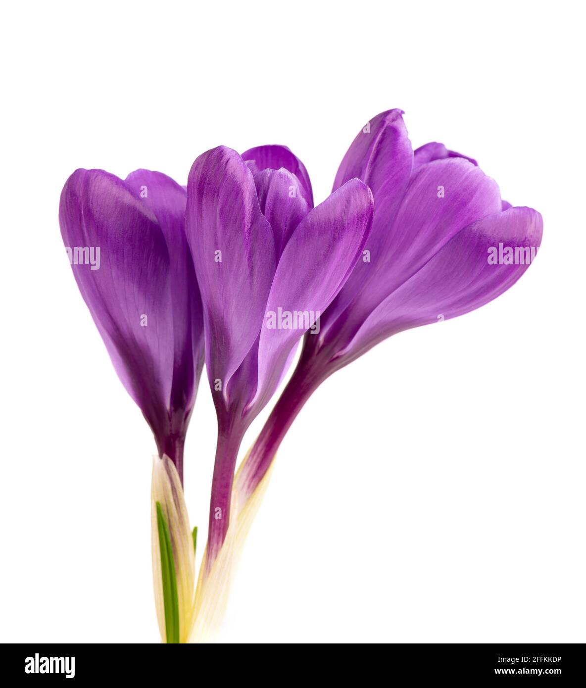 Safran blanc vert Banque de photographies et d’images à haute ...