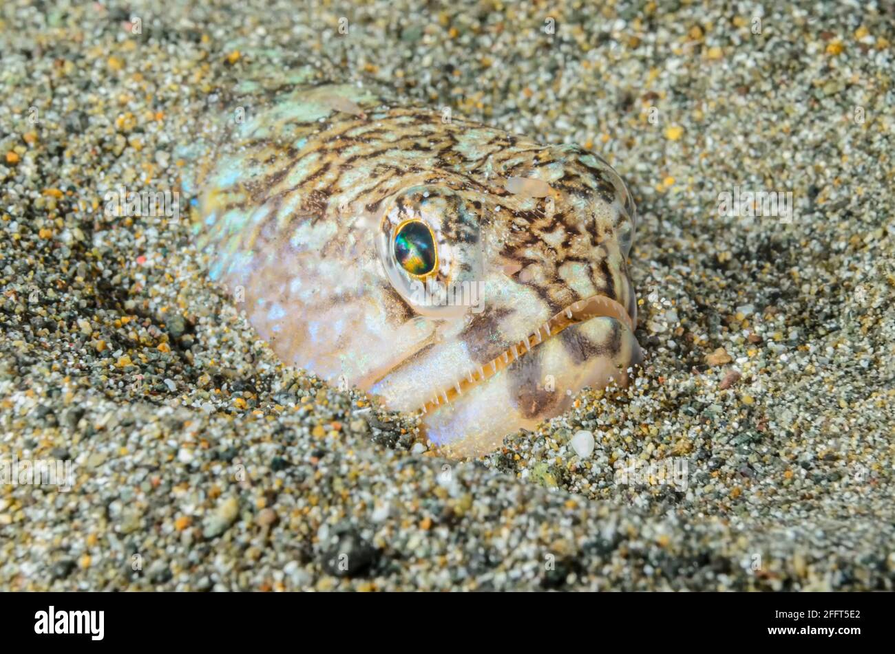 Parasite des poissons de mer Banque de photographies et d’images à ...