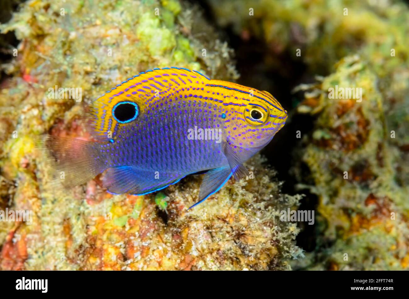 Princess damsel fish Banque de photographies et d’images à haute ...