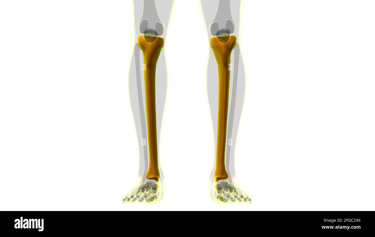 Anatomie du squelette humain Tibia Bone 3D Rendering for Medical ...