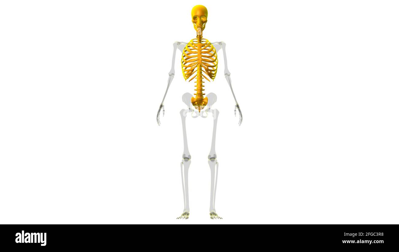 Squelette humain squelette axial Anatomie 3D Illustration Photo Stock ...