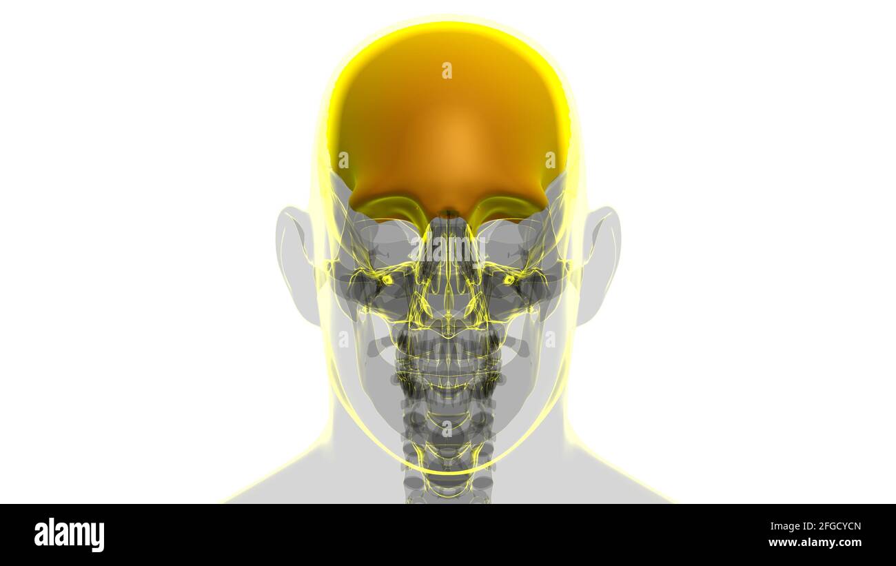 Squelette humain crâne Anatomie osseuse frontale pour le concept ...