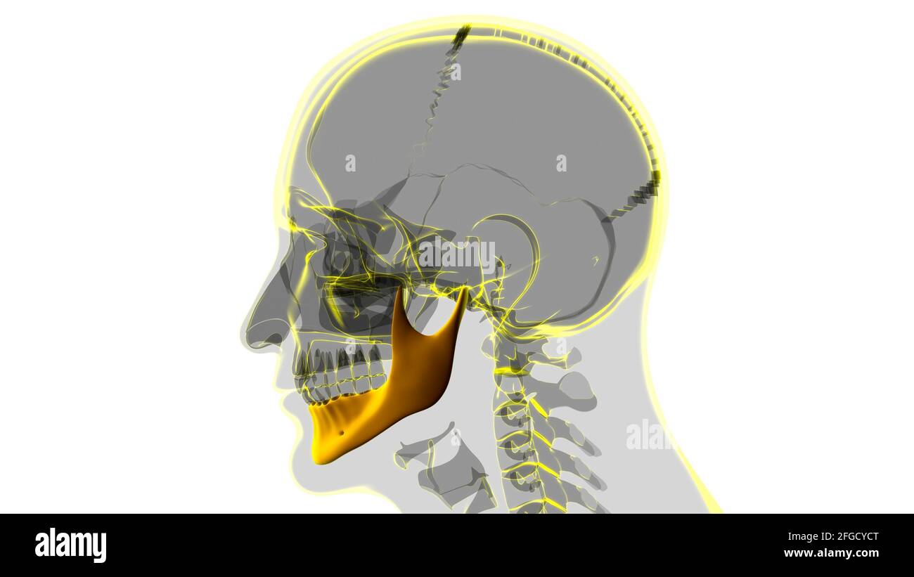 Squelette humain crâne mandibule OS Anatomie pour le concept médical ...
