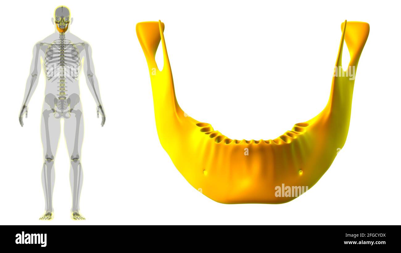 Squelette humain crâne mandibule OS Anatomie pour le concept médical ...