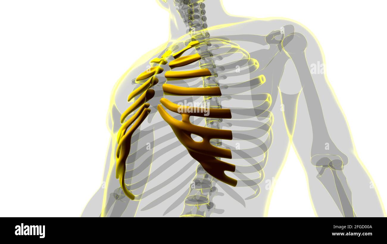 Anatomie du squelette humain cartilage de type Costal 3D Rendering for ...