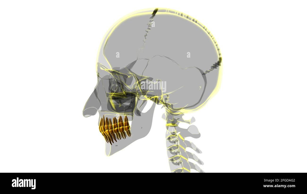 Anatomie des dents humaines Illustration 3D pour le concept médical ...