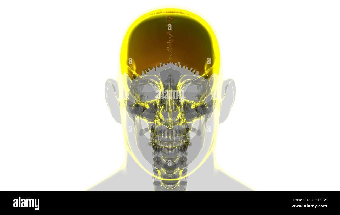 Squelette humain crâne pariétal OS Anatomie pour le concept médical ...