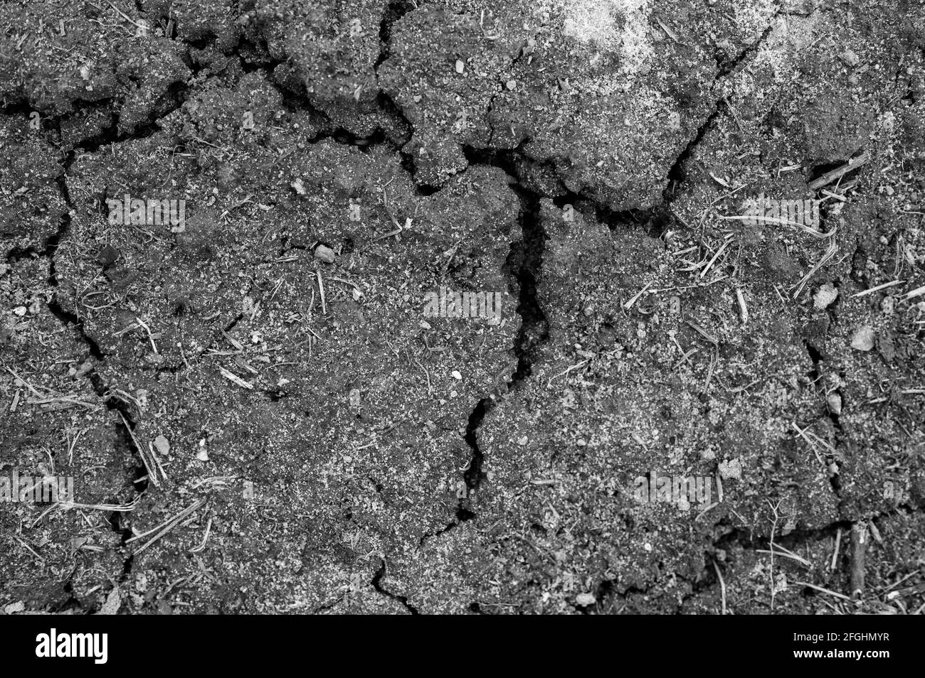 Sol couvert de mousse Banque d'images noir et blanc - Alamy