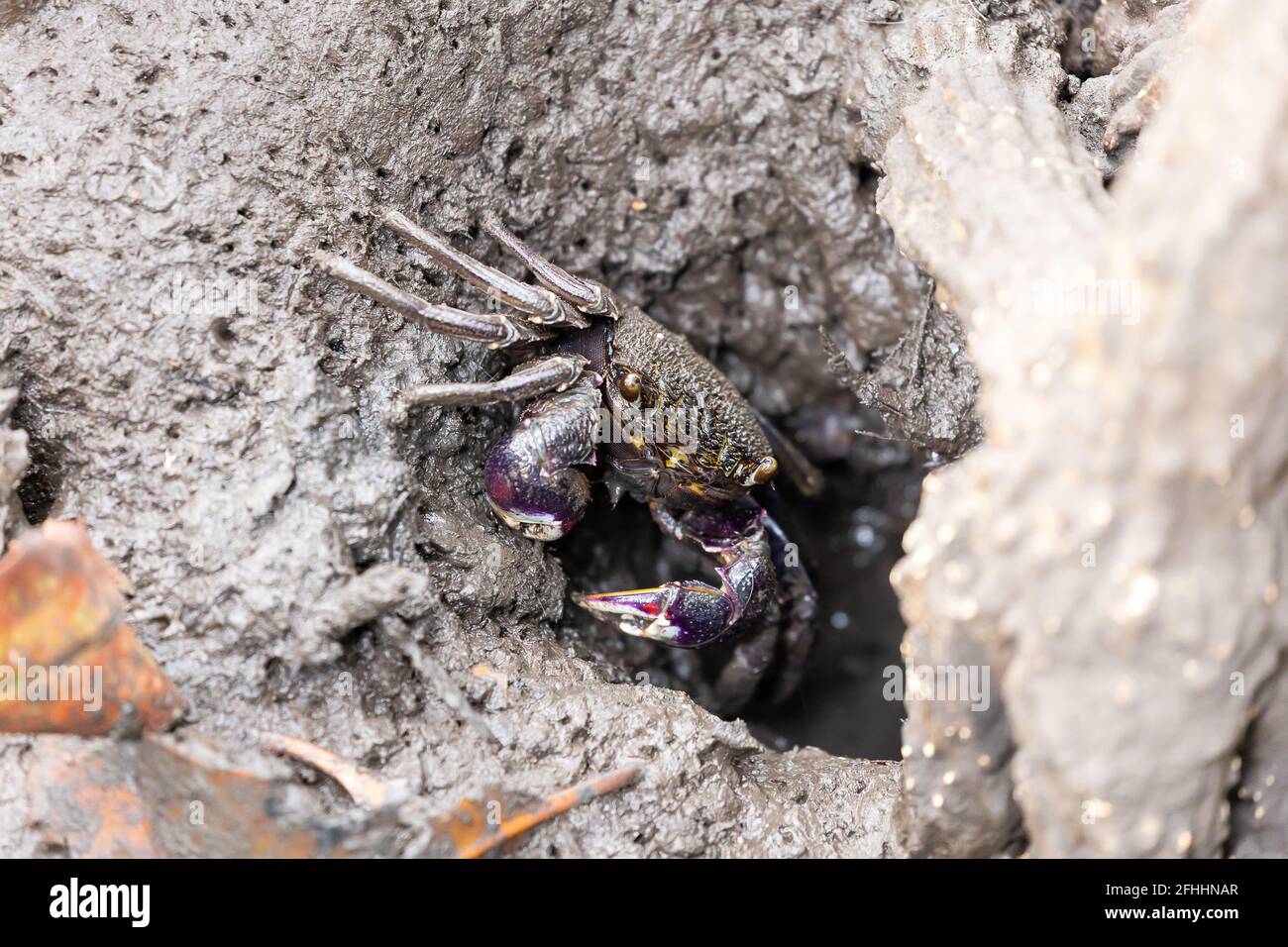 Gros plan crabe de mangrove, episesarma mederi sur boueux dans la forêt ...