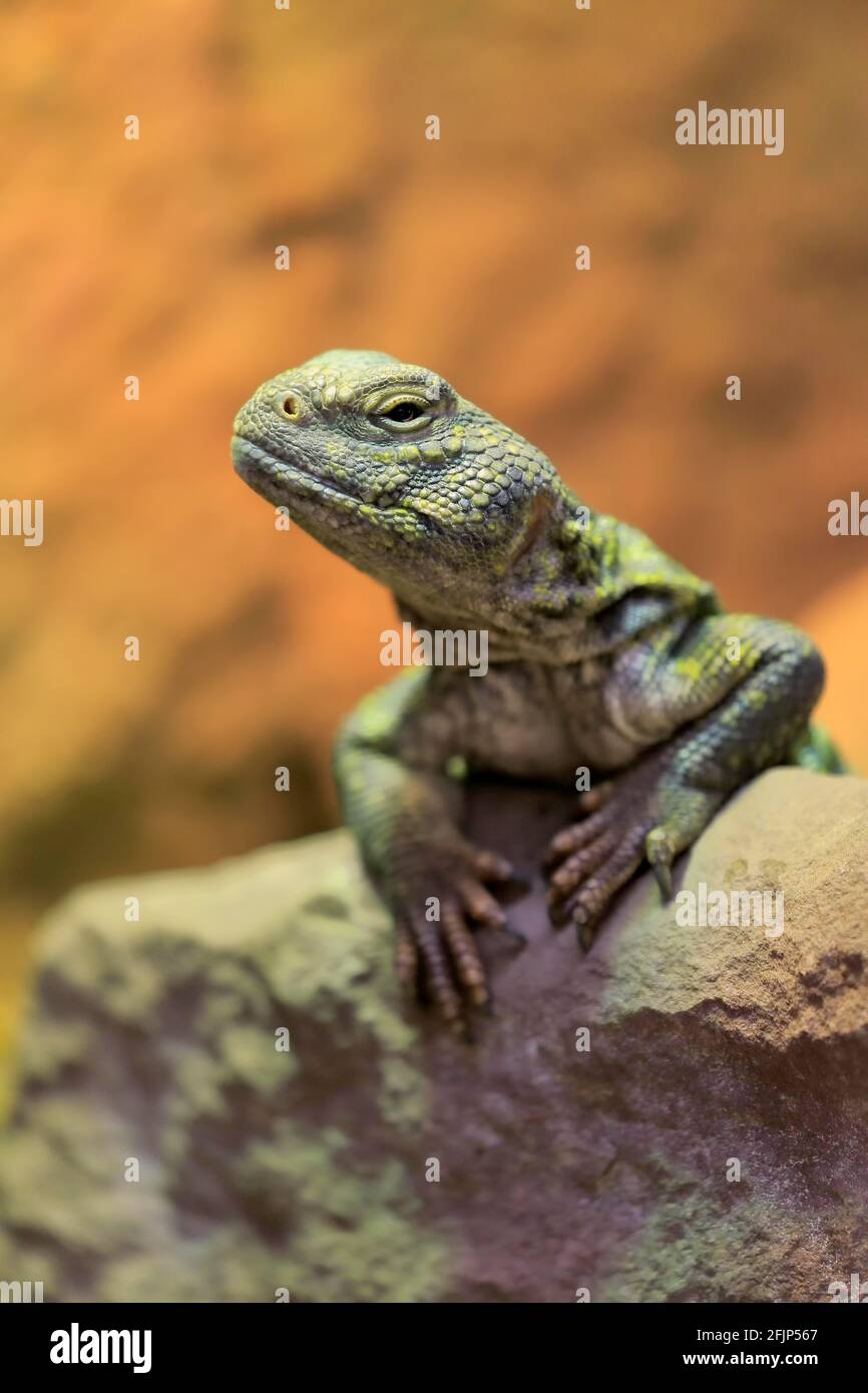 Nord africain Banque de photographies et d’images à haute résolution ...