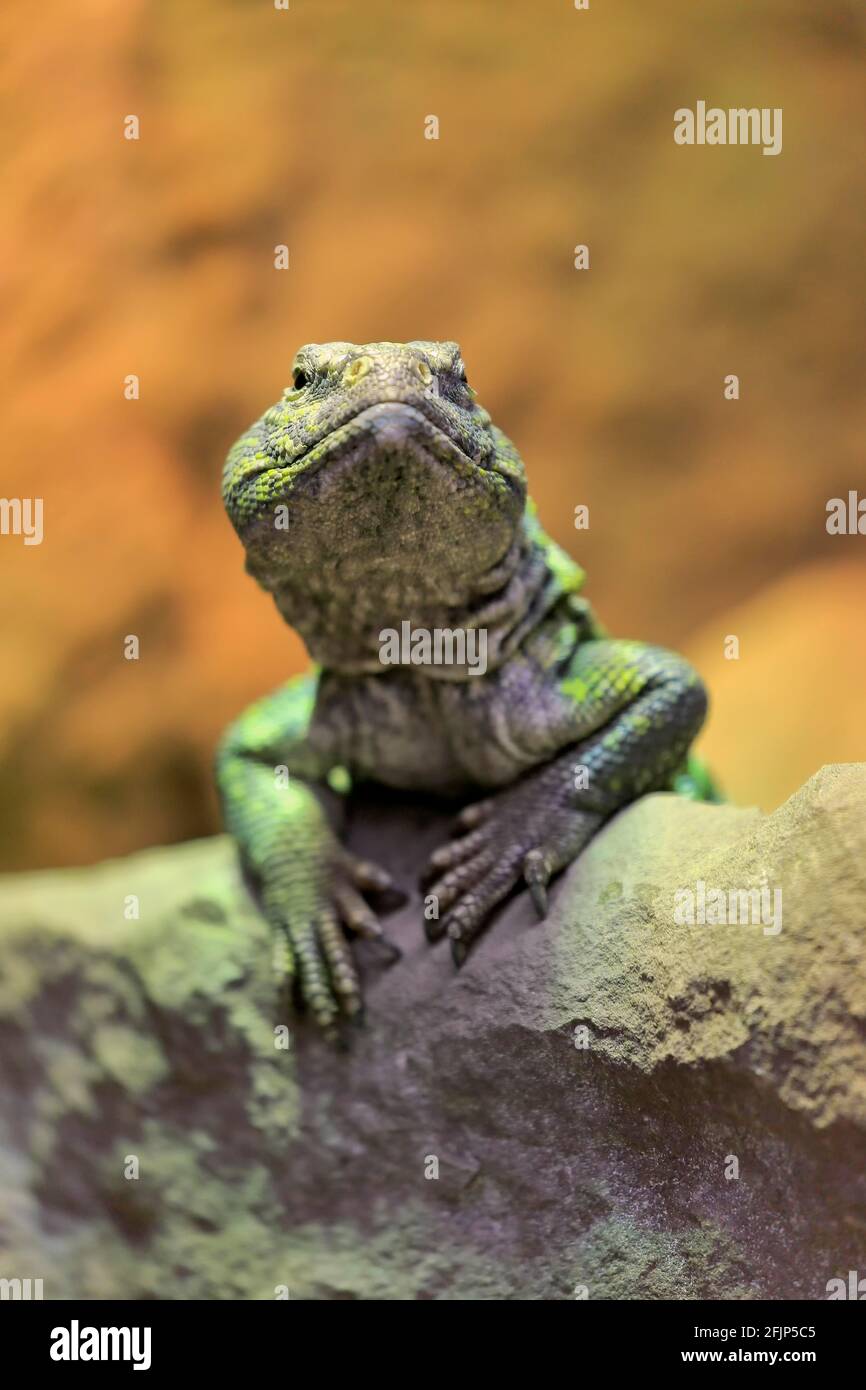 Nord africain Banque de photographies et d’images à haute résolution ...