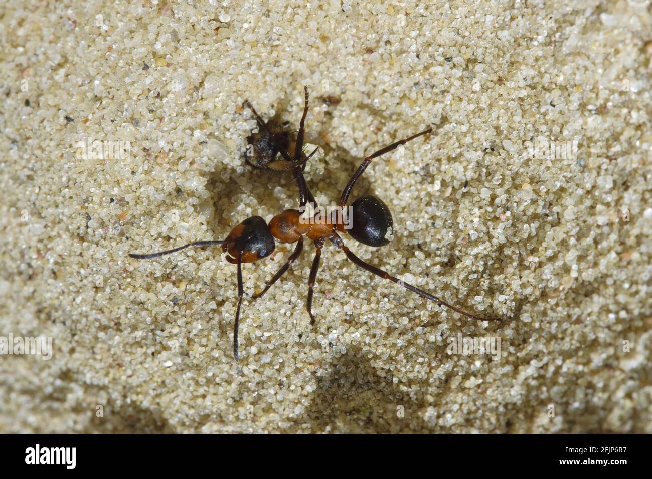 Attaques de lion Banque de photographies et d’images à haute résolution ...