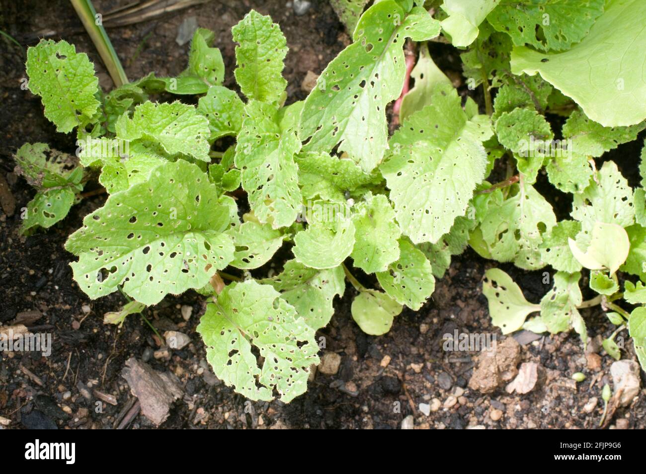 Mouche de racine de chou Banque de photographies et d’images à haute ...