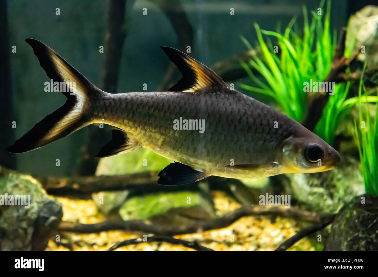 Un requin de Bala (Balantiocheilos melanopterus - un poisson de la ...