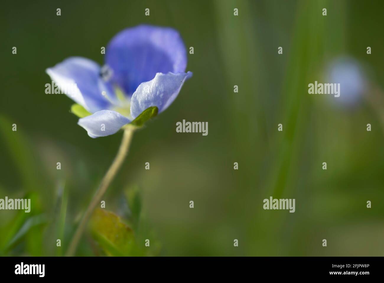 Tige rampante Banque de photographies et d’images à haute résolution ...