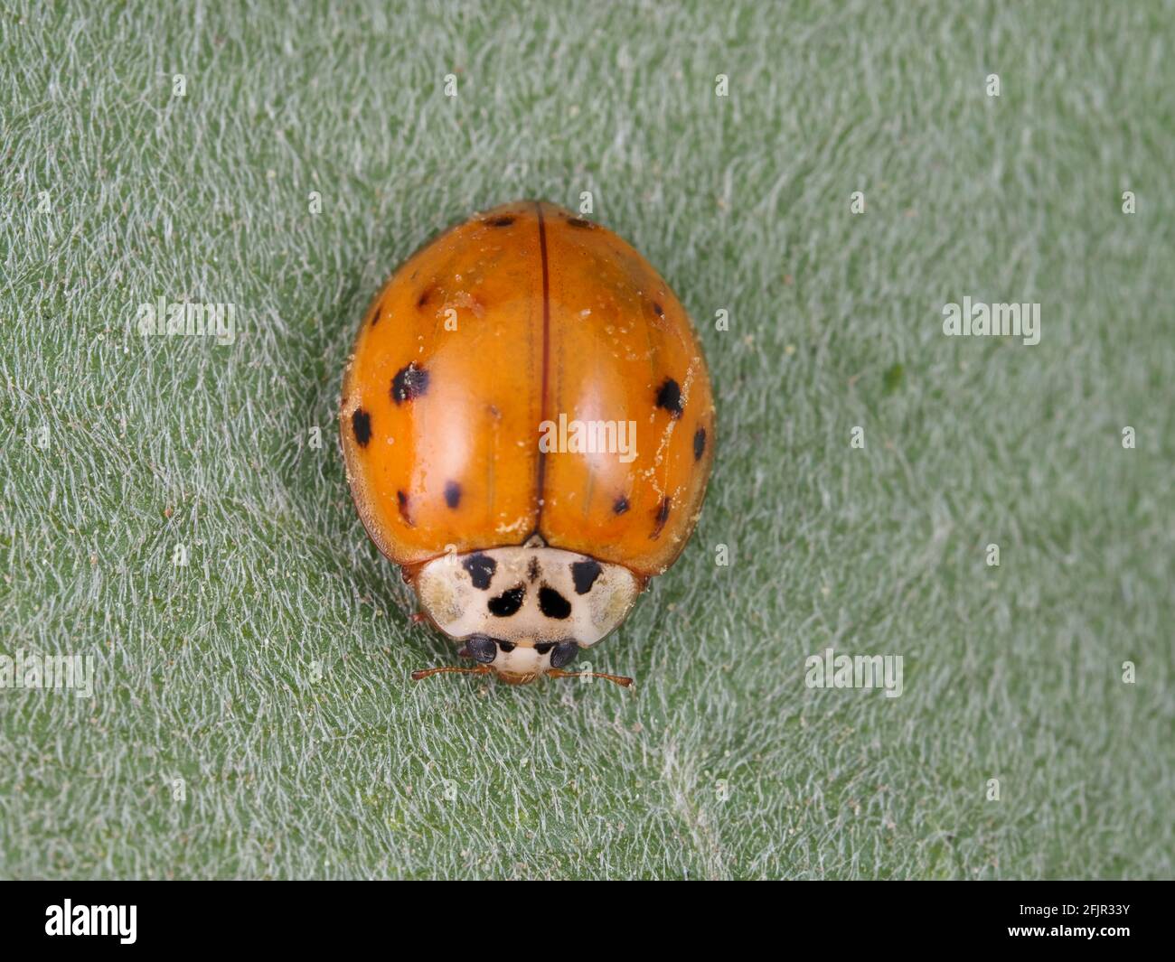 Asian lady beetle harmonia axyridis Banque de photographies et d’images ...
