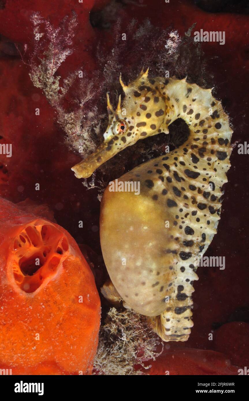 Hippocampe Abdominal Banque d'image et photos - Alamy
