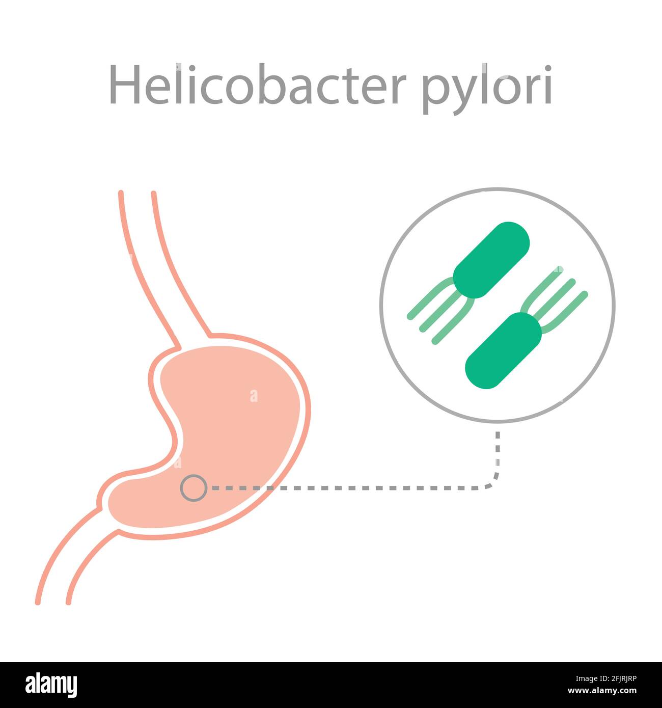 Helicobacter pylori bacteria Banque de photographies et d’images à ...