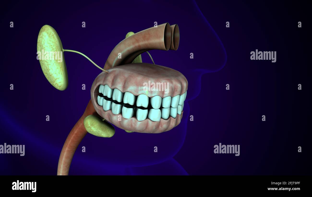 Anatomie du larynx humain Banque de photographies et d’images à haute ...