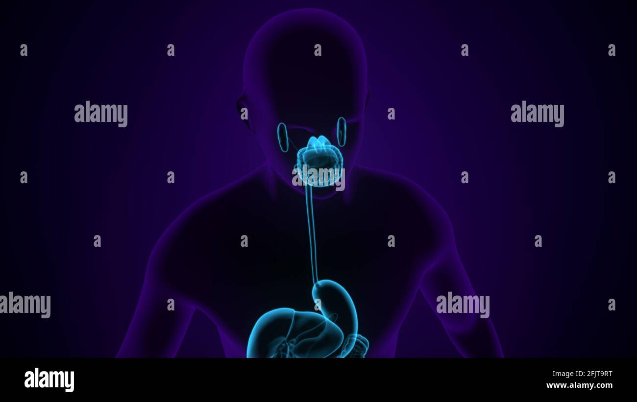 Anatomie du larynx humain Banque de photographies et d’images à haute ...