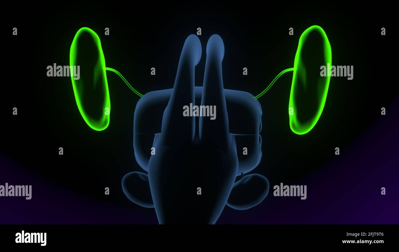 Anatomie du larynx humain Banque de photographies et d’images à haute ...