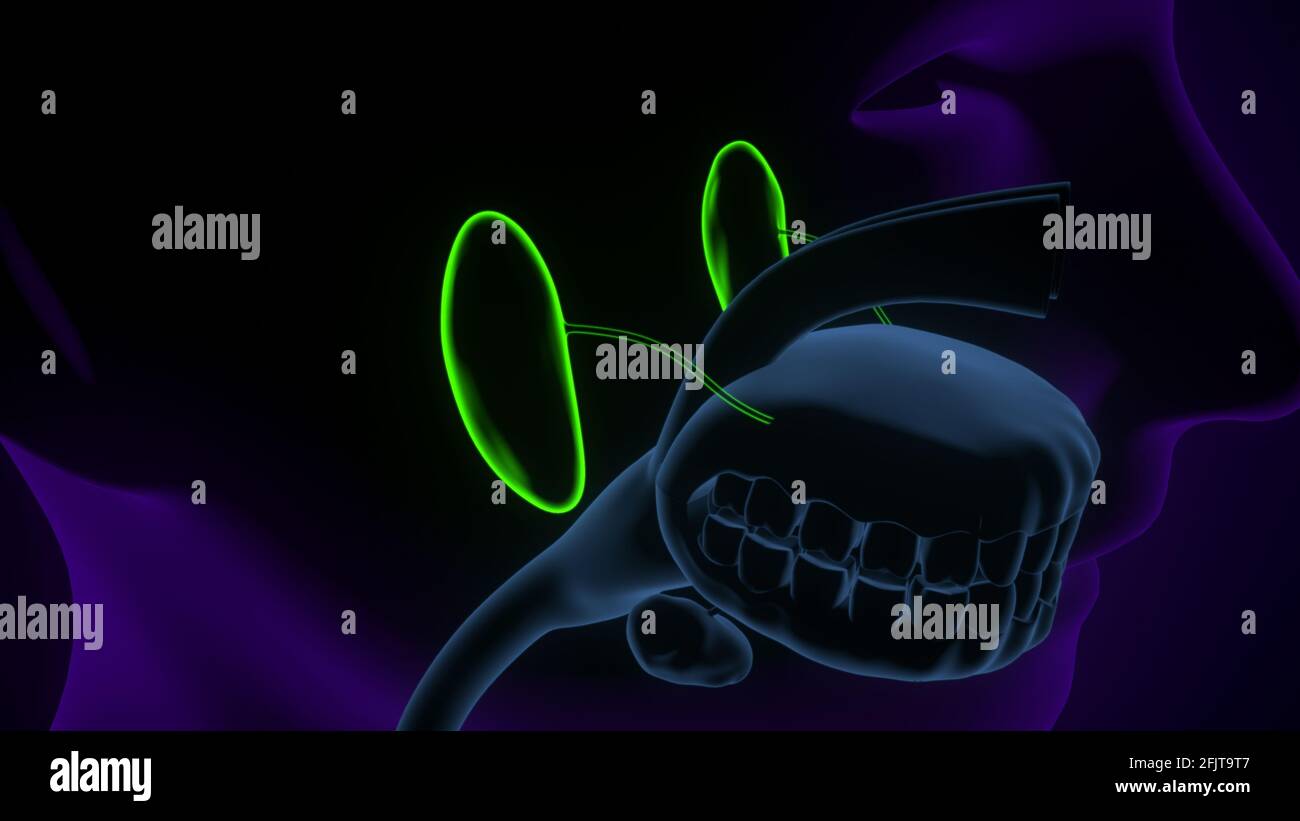 Anatomie du larynx humain Banque de photographies et d’images à haute ...