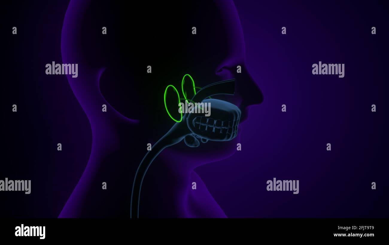 Anatomie du larynx humain Banque de photographies et d’images à haute ...