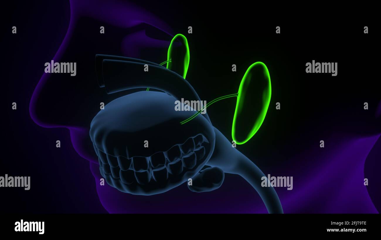 Anatomie du larynx humain Banque de photographies et d’images à haute ...