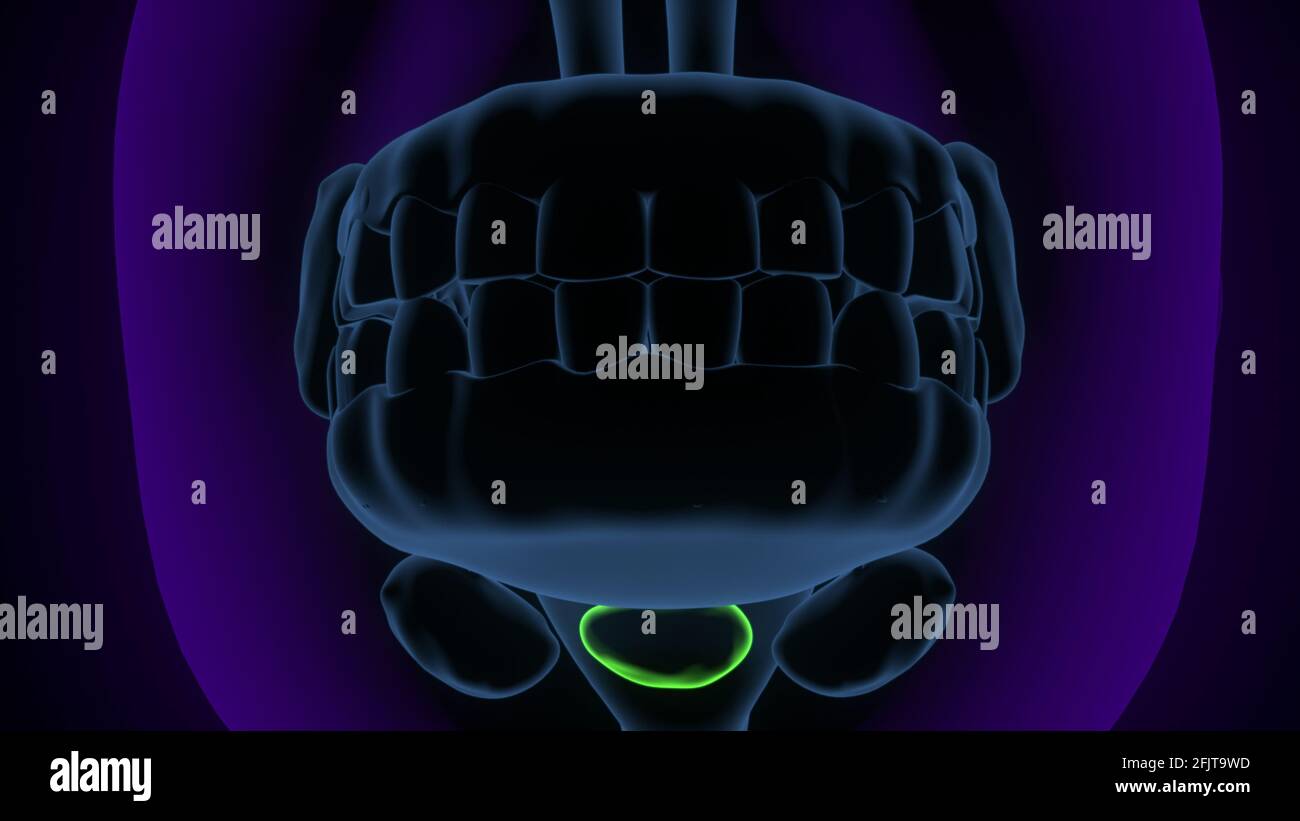 Anatomie du larynx humain Banque de photographies et d’images à haute ...