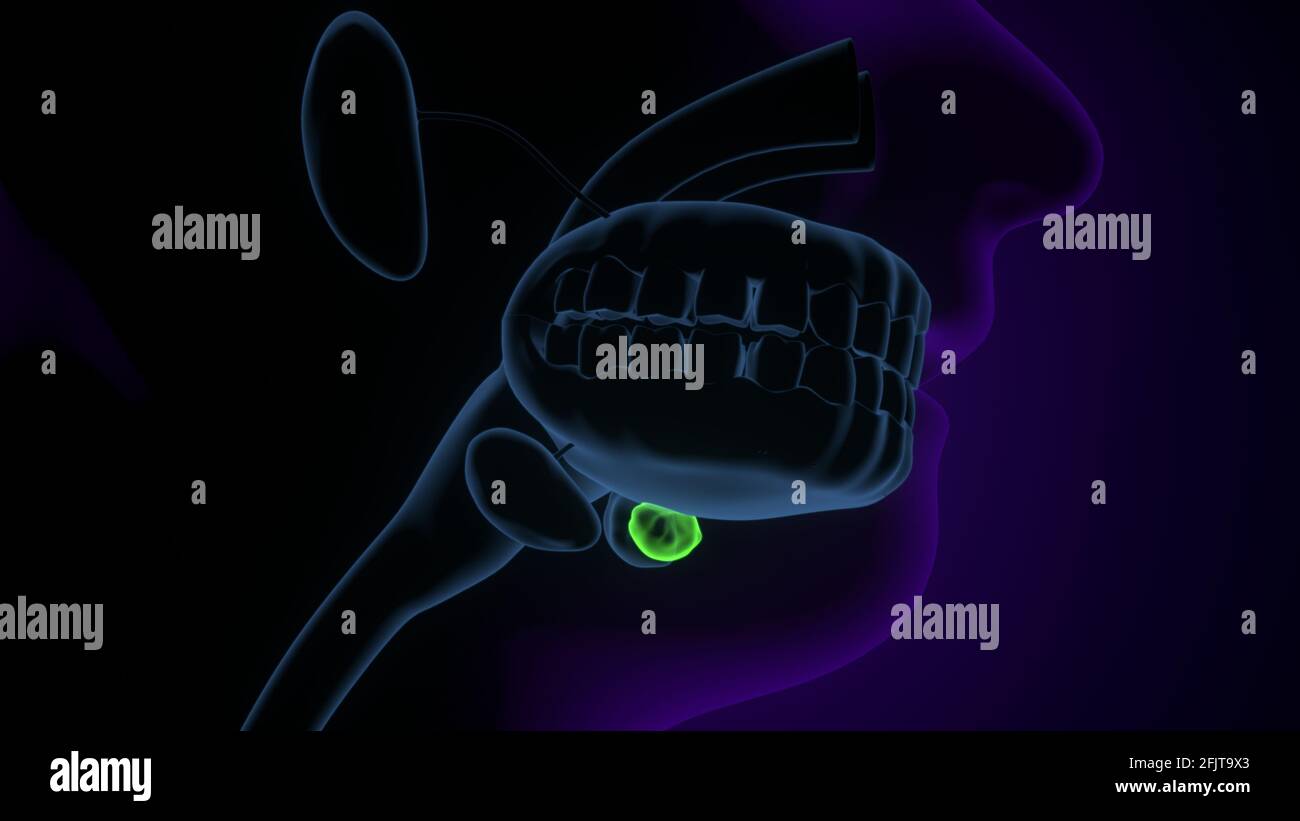 Anatomie du larynx humain Banque de photographies et d’images à haute ...