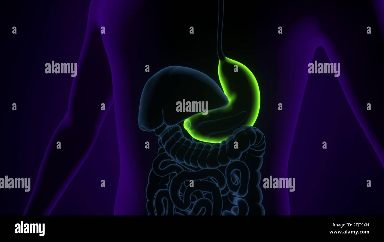 Estomac anatomie 3d Banque de photographies et d’images à haute ...