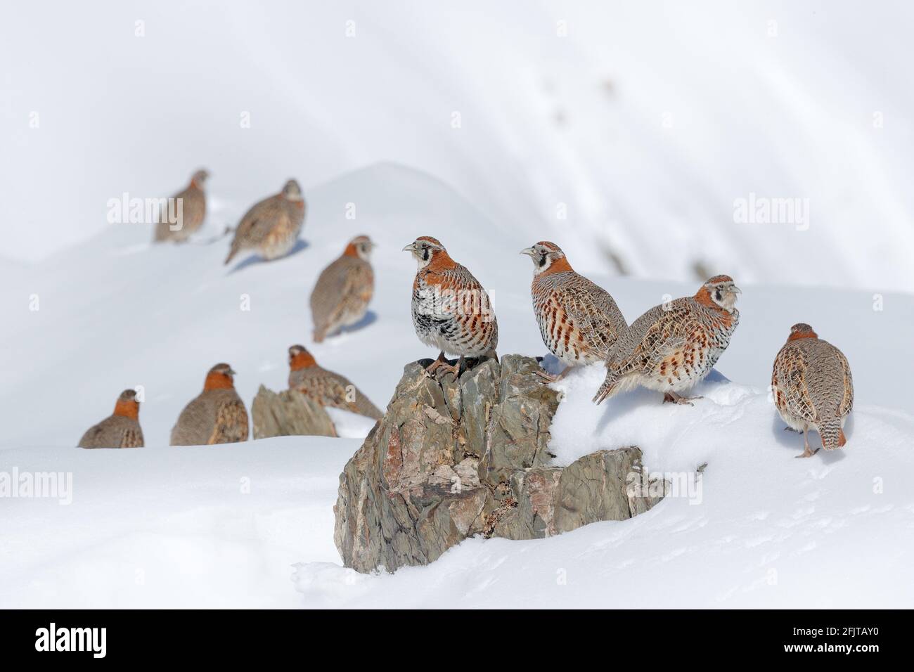 Chasse aux perdrix Banque de photographies et d’images à haute ...