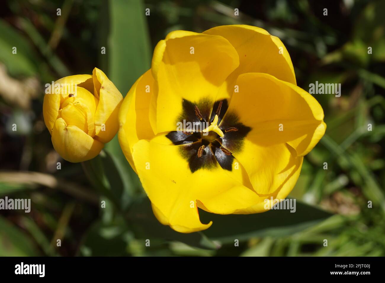Calice jaune Banque de photographies et d’images à haute résolution - Alamy
