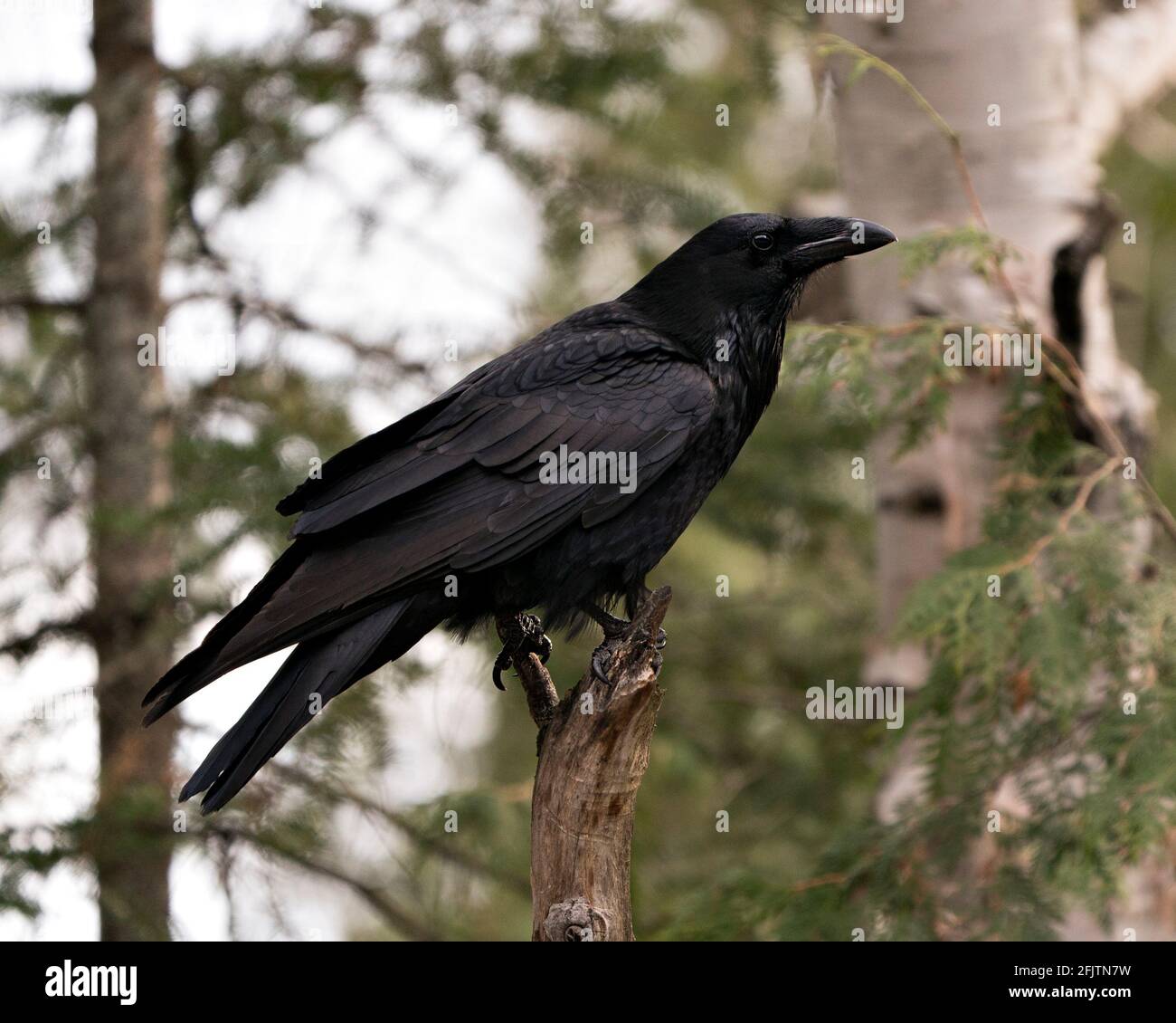 Vue en gros plan du Raven perchée sur une branche de la forêt avec un ...