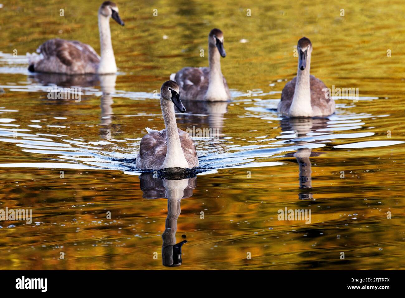 Parc national du watergate Banque de photographies et d’images à haute ...